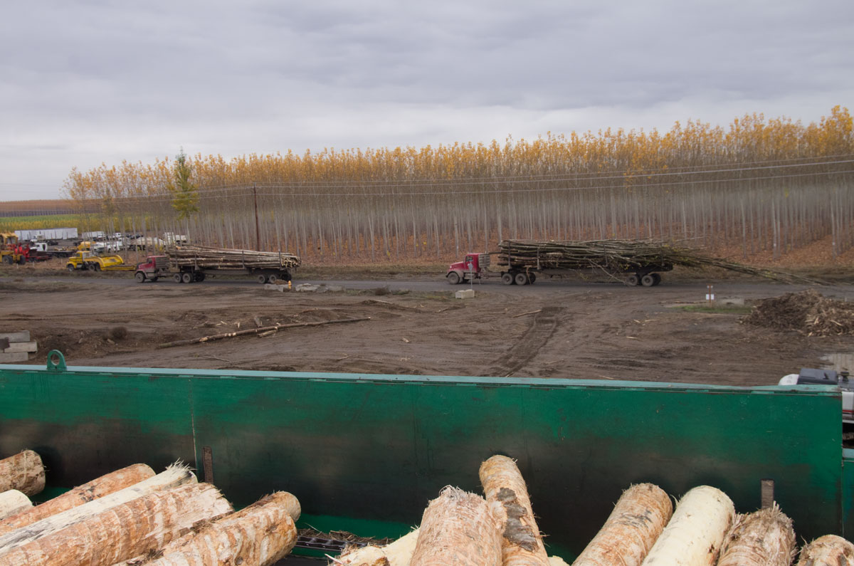 Boardman Poplar farm and Sawmill