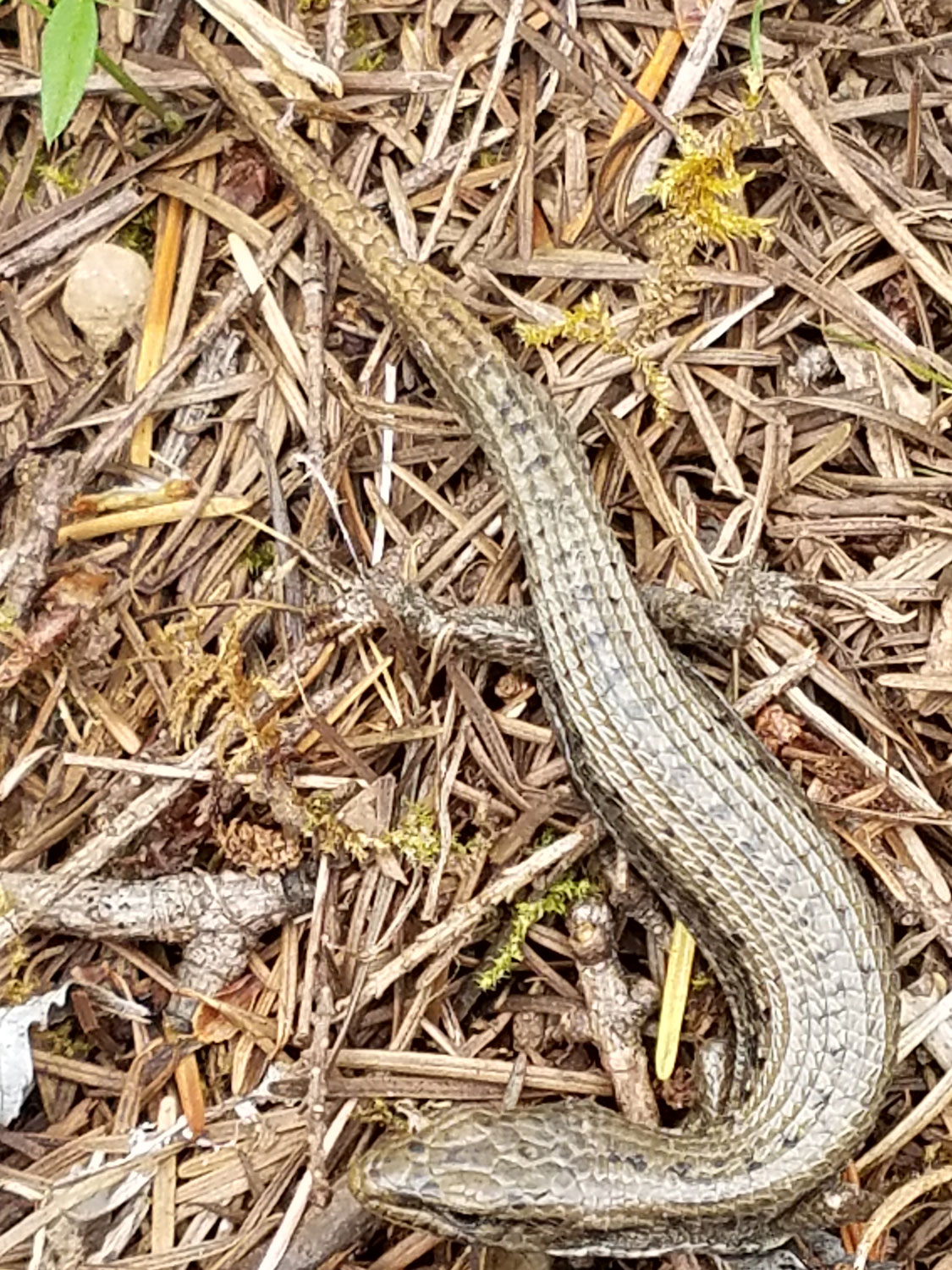 Lizard, Northwestern Alligator