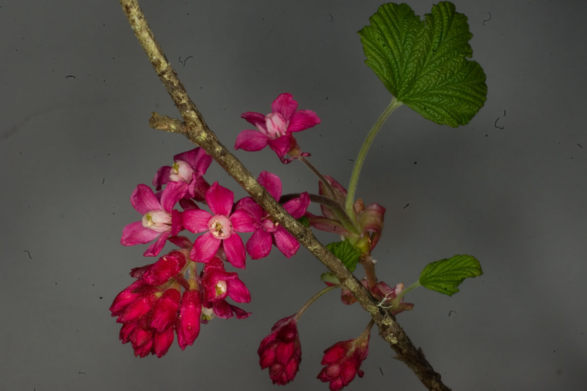 Red-flowering Currant