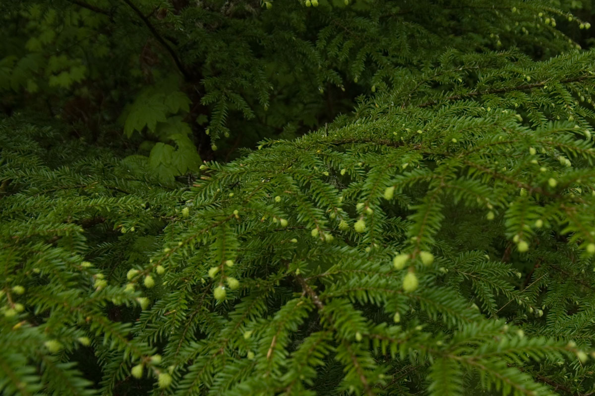 Western Hemlock