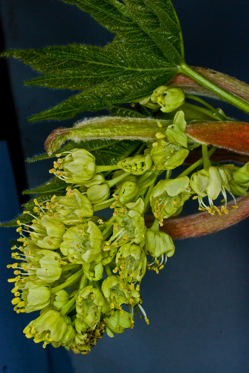 Bigleaf Maple or Oregon Maple
