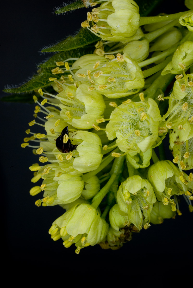Bigleaf Maple or Oregon Maple