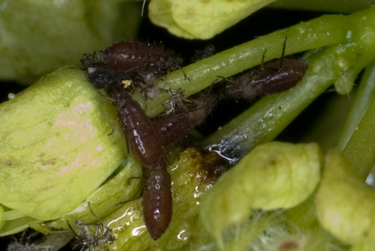 Bigleaf Maple or Oregon Maple