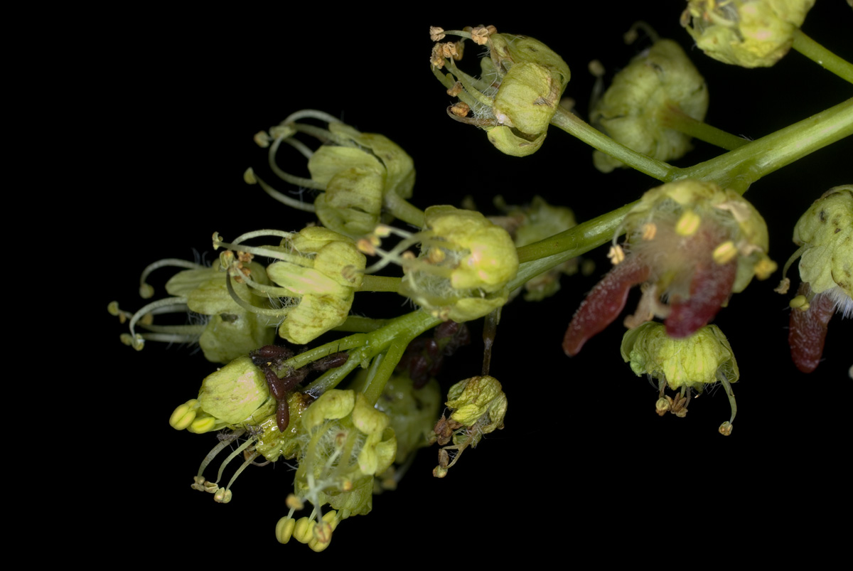 Bigleaf Maple or Oregon Maple