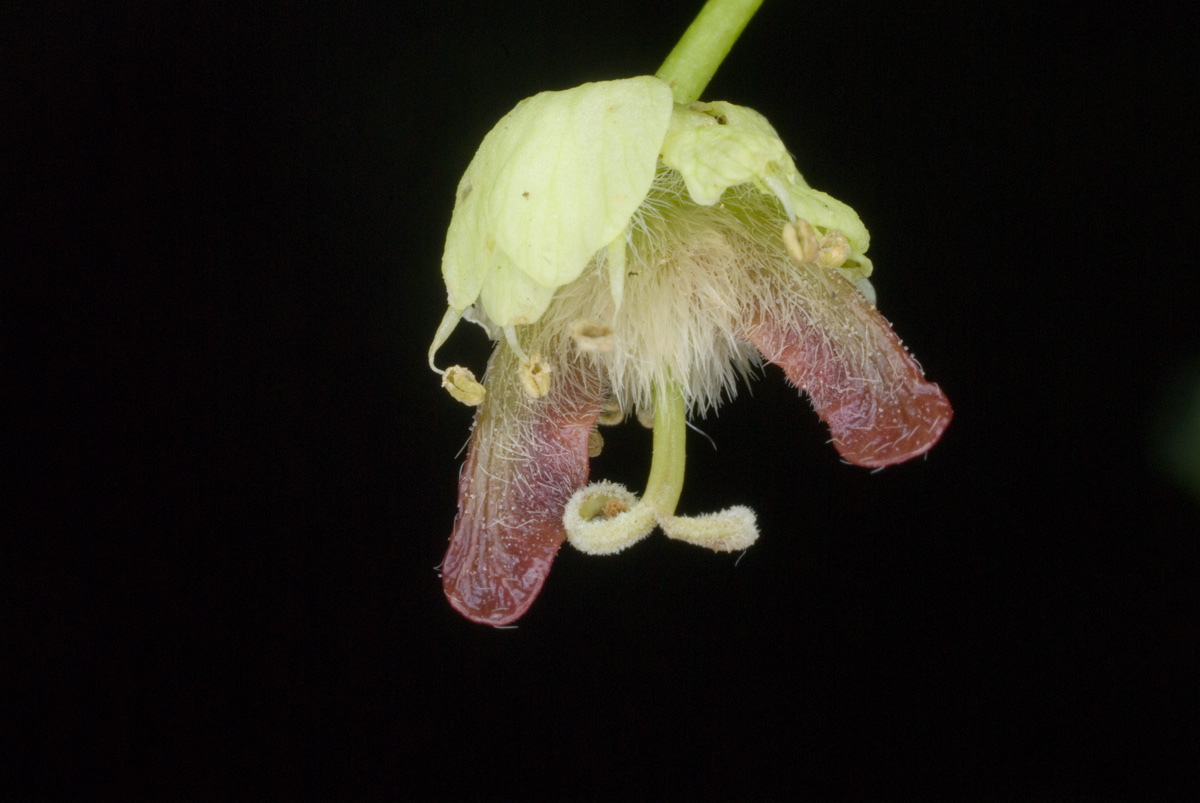 Bigleaf Maple or Oregon Maple