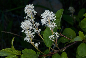 Redstem ceanothus