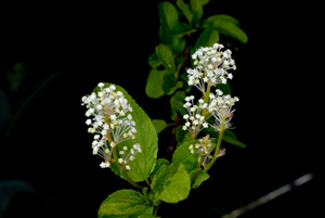 Redstem ceanothus