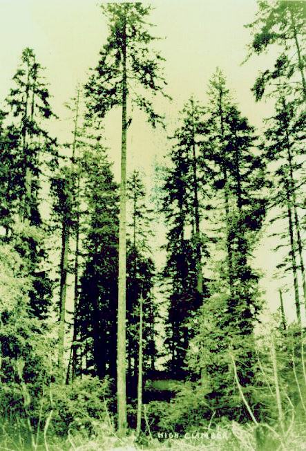 High Climbing Tree Topping